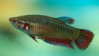 Pheonix Bettas: Betta Colors